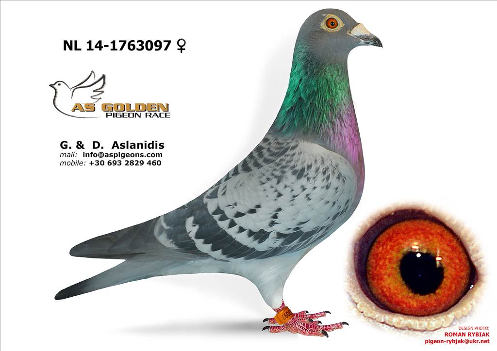 AS Golden Pigeon Race